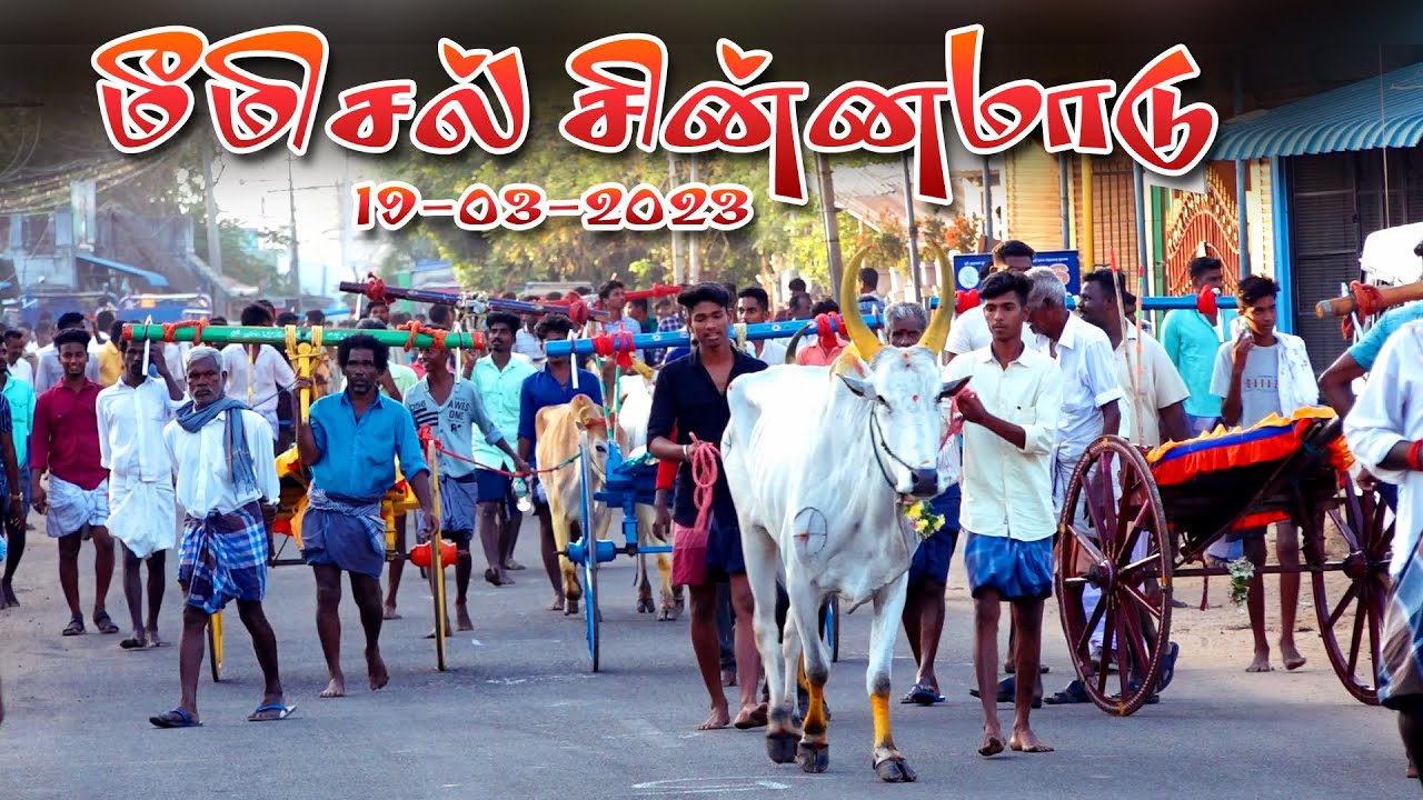 Mimisal || மீமிசல் ரேக்ளா சின்னமாடு || mimisal sinnamadu || mimisal ...