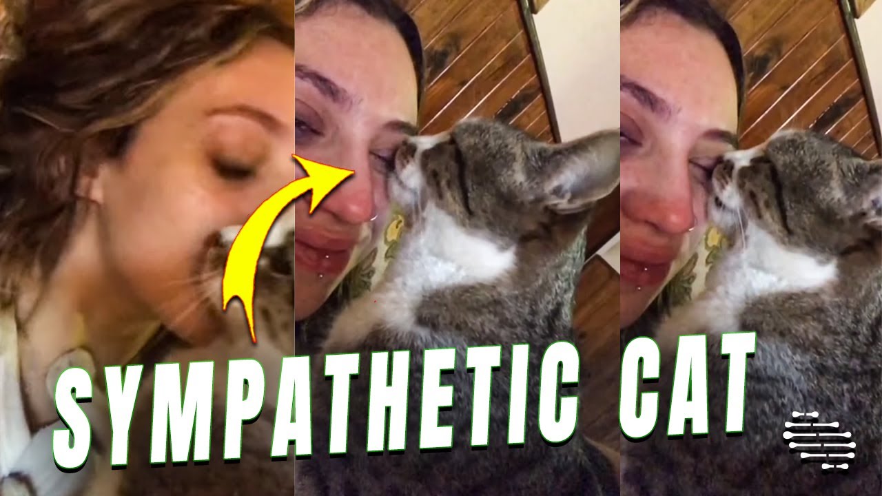 Sympathetic Cat Comforts Its Owner - YouTube