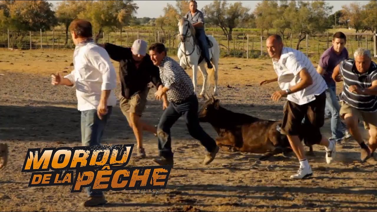 Comment éviter de se faire embrocher par un taureau - Mordu de la Pêche ...