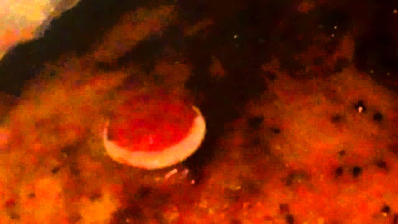 TURKEY RED BUTTON POPS ON COMMAND!! CRAZY!! - YouTube