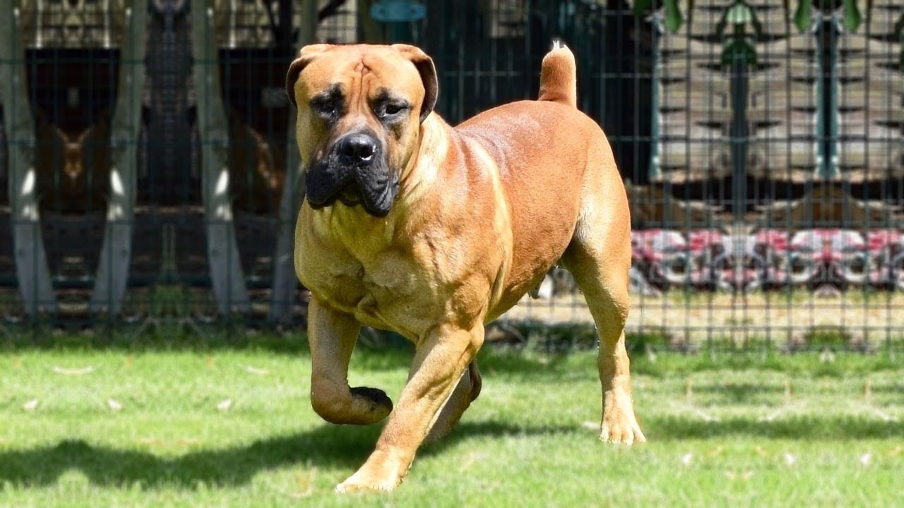 9 FACTS ABOUT BOERBOEL DOG THAT YOU DON'T KNOW - YouTube