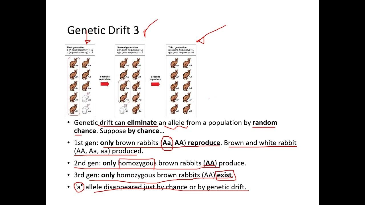 Sean Kim Concepts of Biology Chapter 11 Part 2 - YouTube