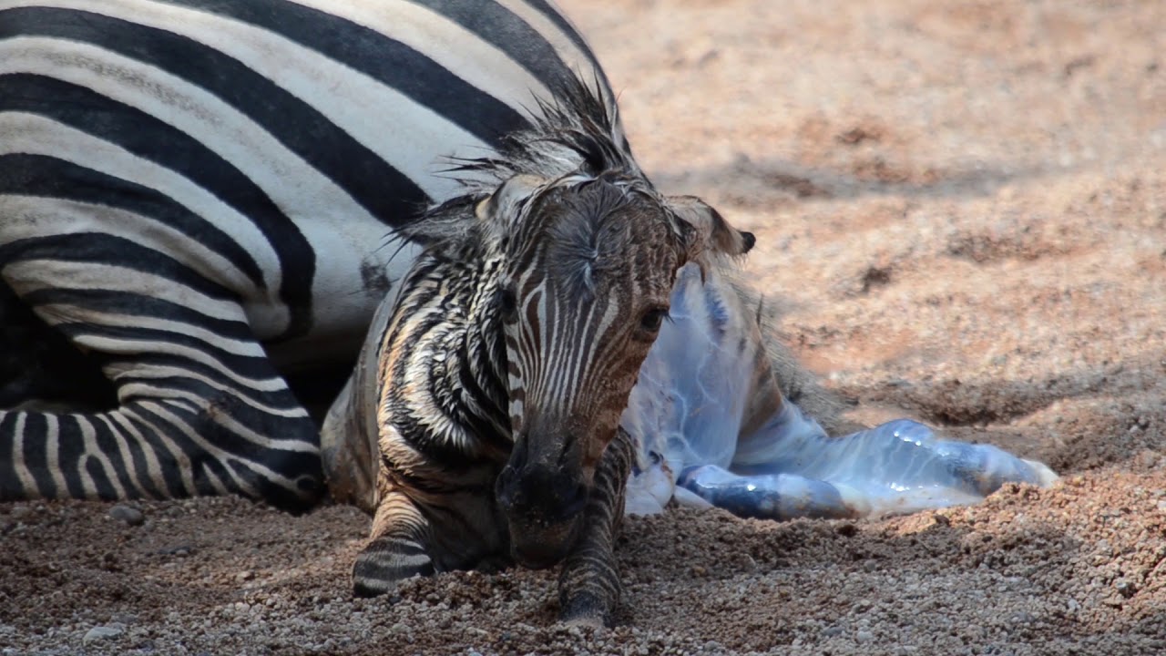 Nacimiento de una cebra en directo en la Sabana de BIOPARC Valencia ...