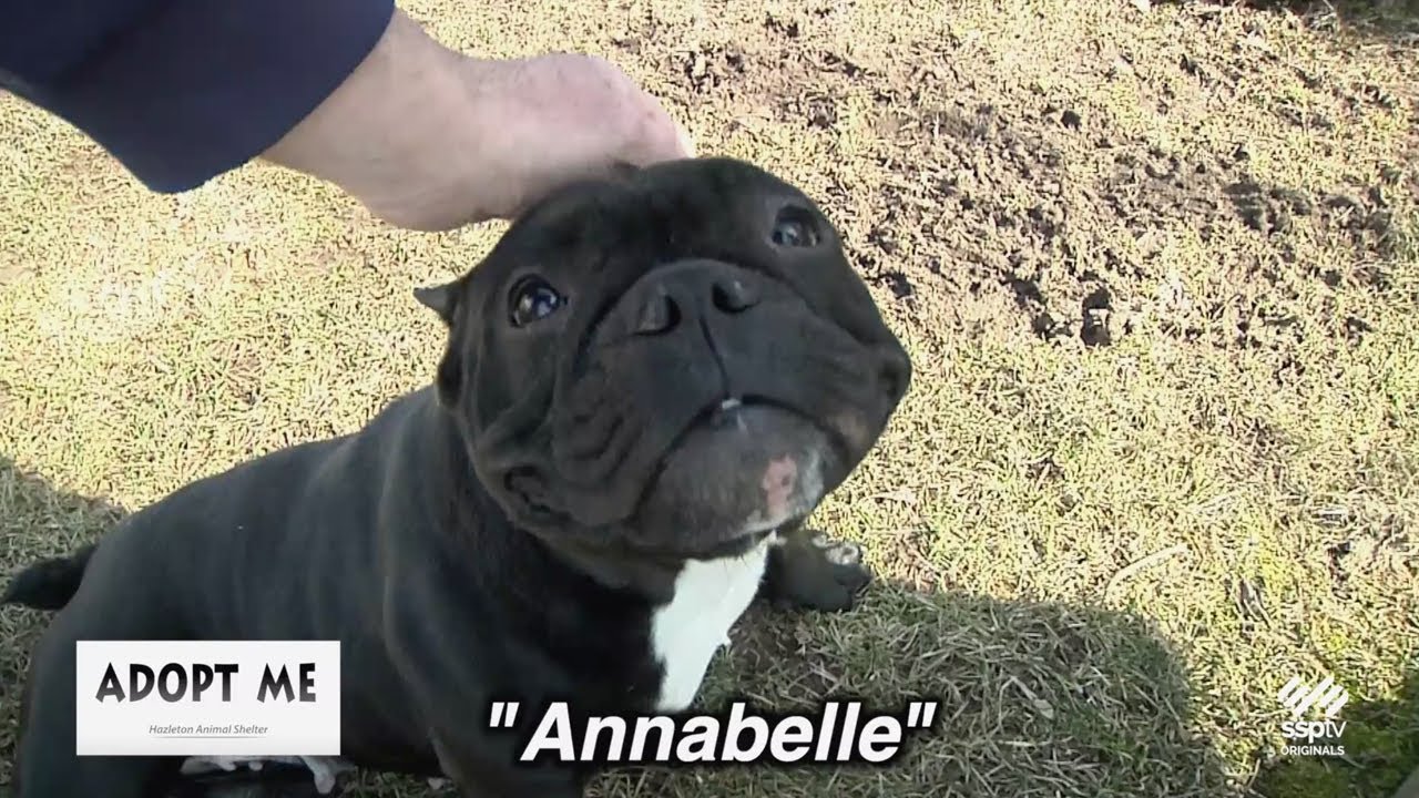 Hazleton Animal Shelter's "Adopt Me" March 16, 2025 - YouTube