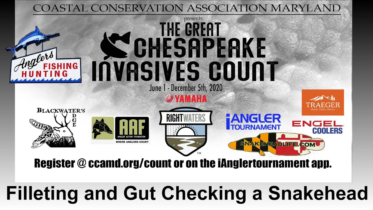 Filleting and Gut Checking a Snakehead - YouTube