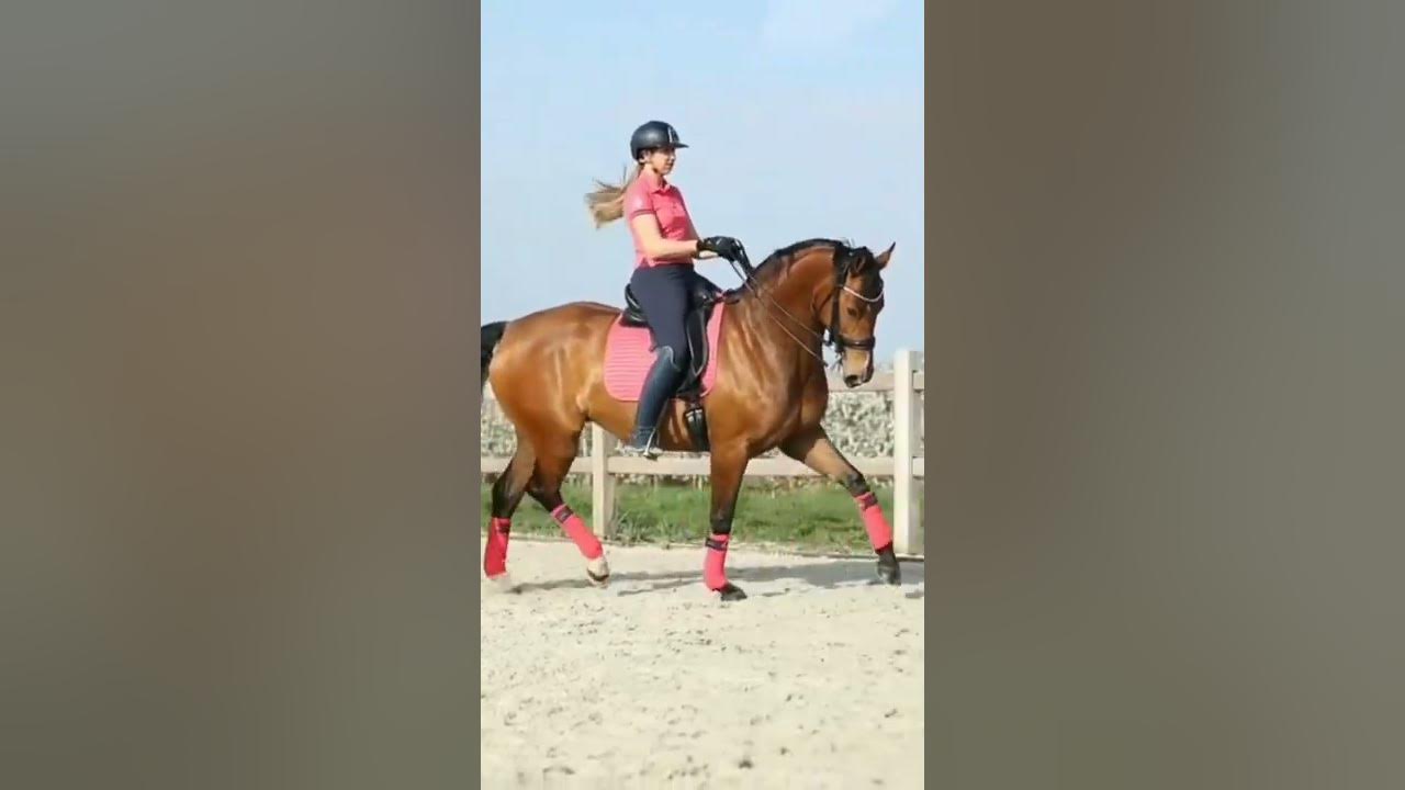 Red horse riding 🐎 । Horse lover । Horse riding ।। - YouTube