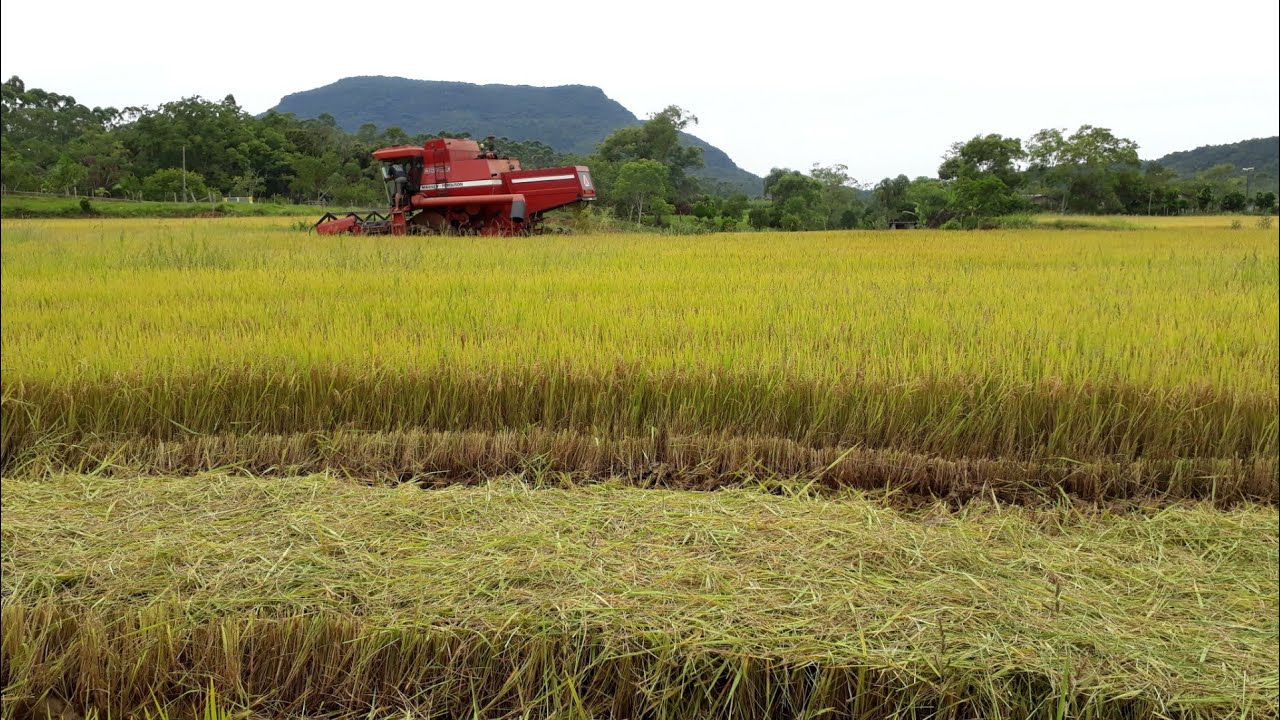 A colheita começou! vamos conhecer como colhemos nossos grãos!!! - YouTube
