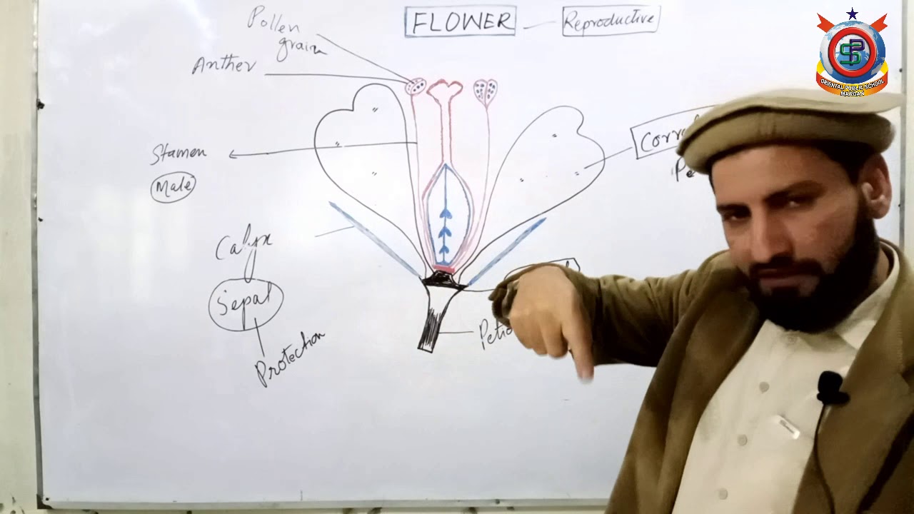 Class 10th Bio Lecture 37 Topic Structure of Flower - YouTube