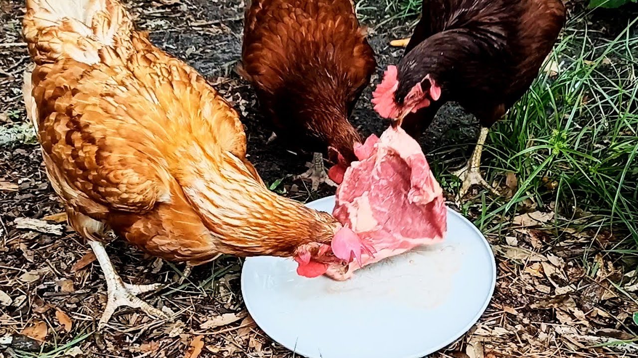Will My Chickens Eat Rotten Steak? - YouTube