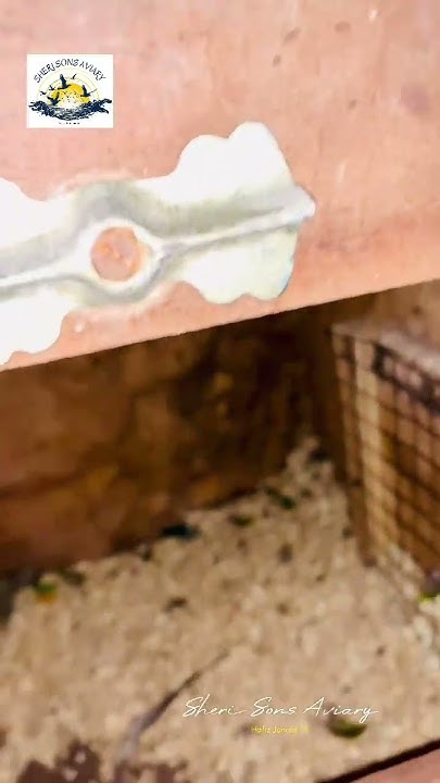 green cheek conure nesting | @sheri_sons - YouTube