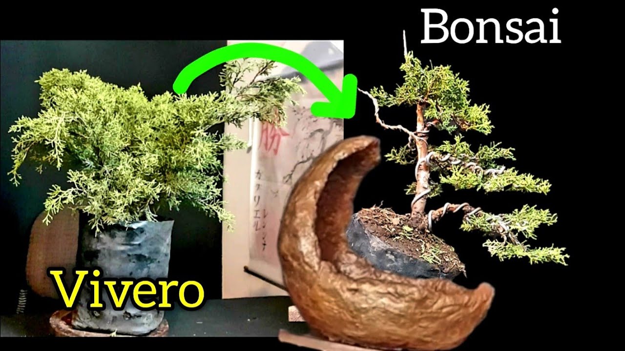 Como hacer un Bonsai con junipero de vivero!! - YouTube