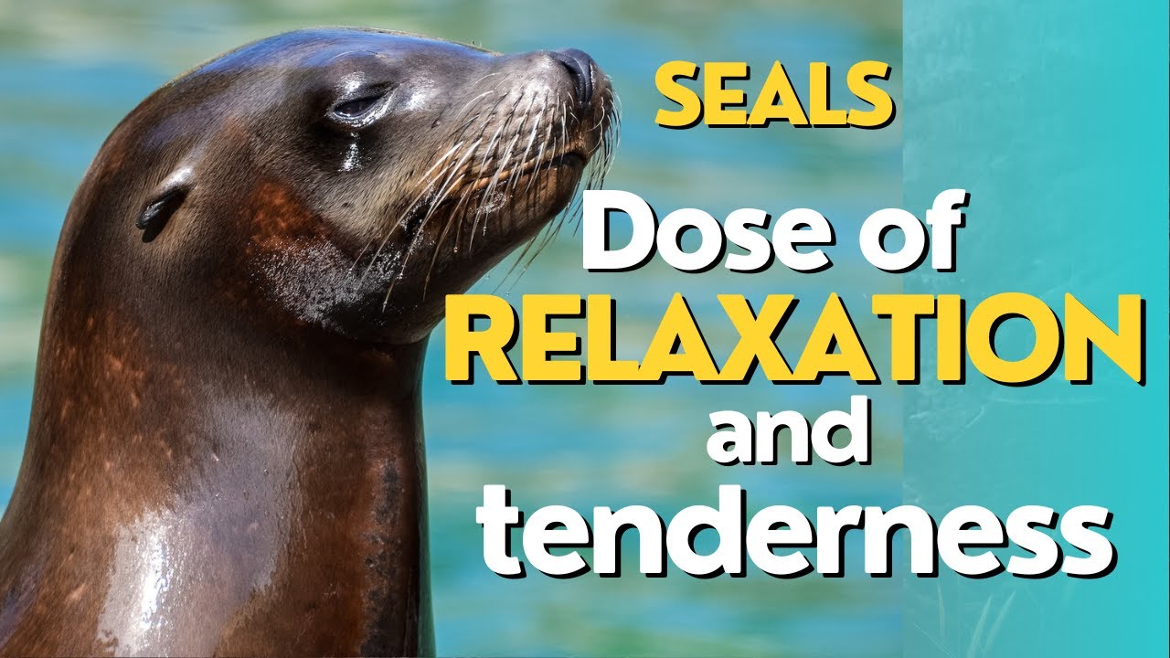 Enjoy the most adorable relaxation with seals and relaxing music to ...