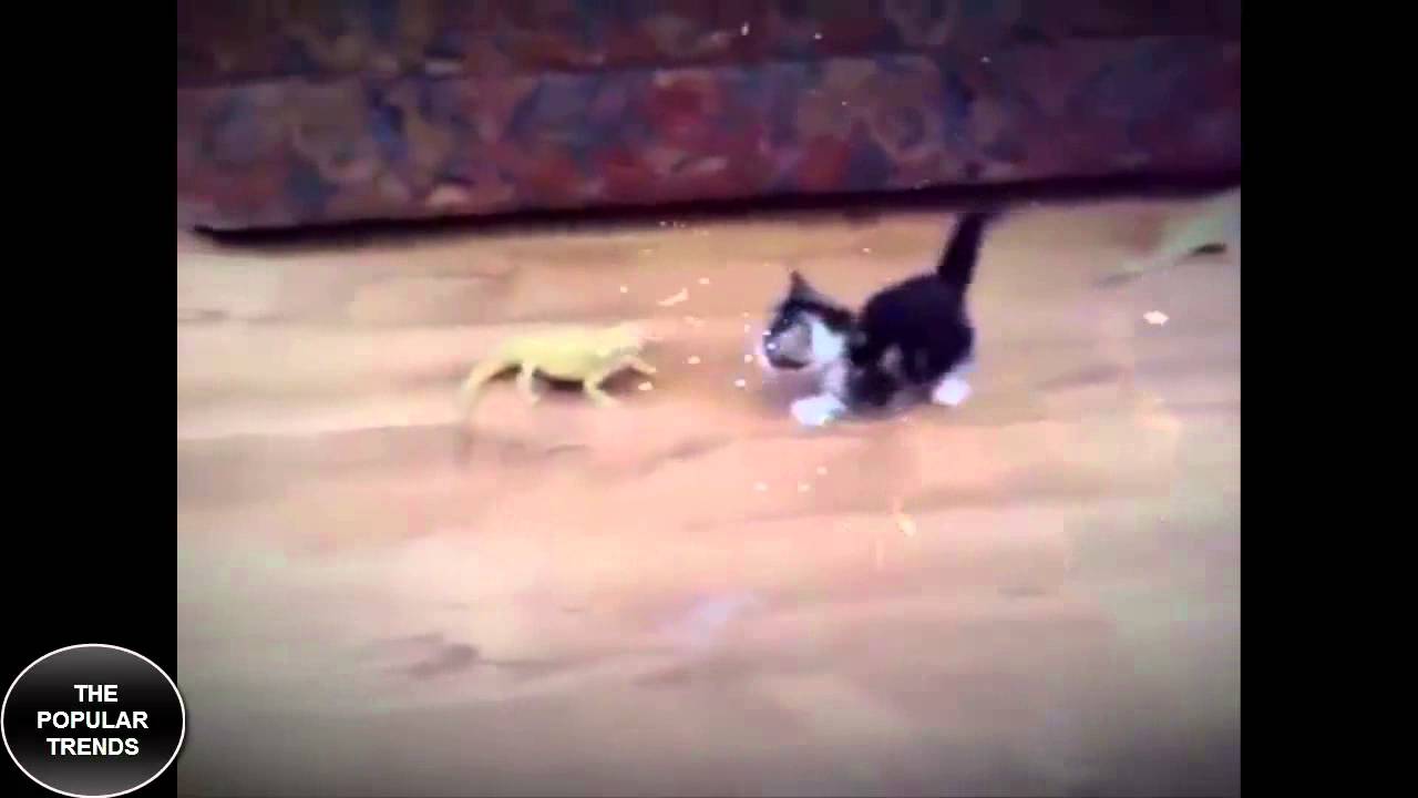 Cat vs Lizard - YouTube