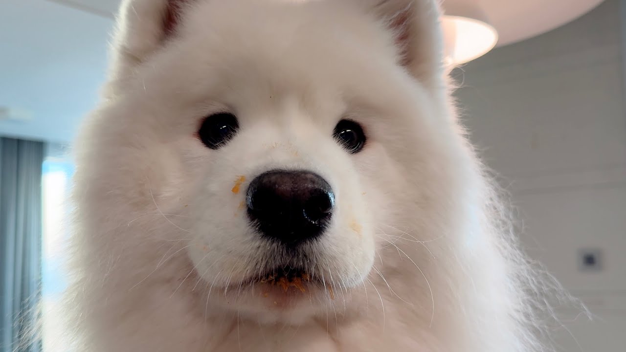 Made kimchi for my dog and she can't stop eating! - YouTube