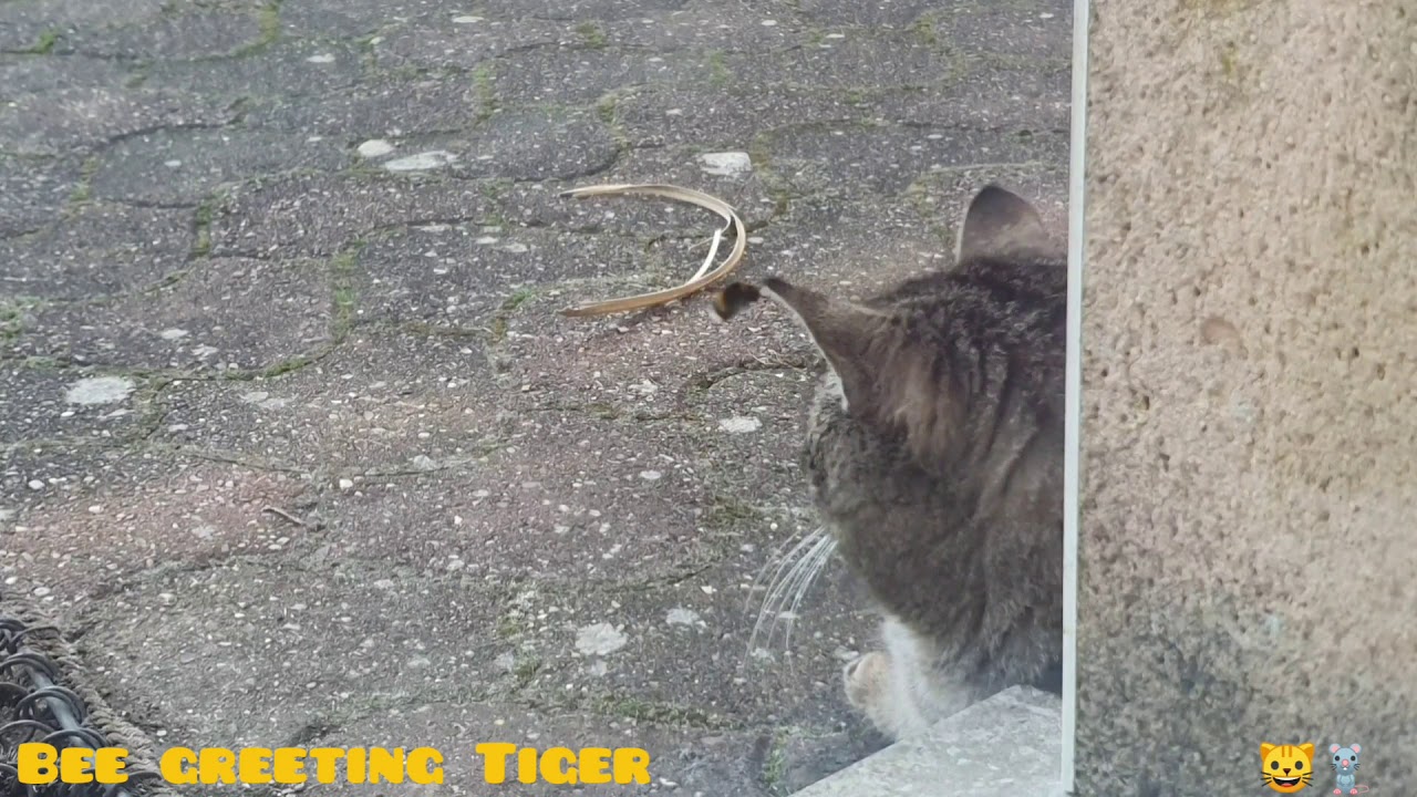 #StayHome Cat sees bee #WithMe - YouTube