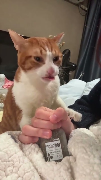 The little cat is sniffing catnip! 🐱🌿😸 - YouTube