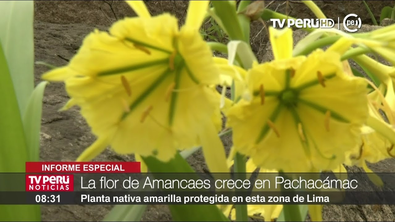 La Flor de Amancaes crece en Pachacámac [INFORME ESPECIAL] - YouTube