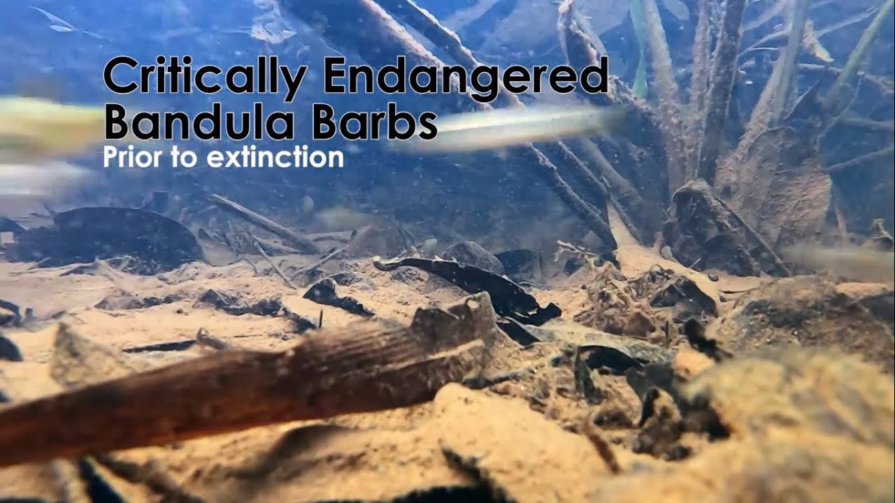 Critically Endangered Bandula Barbs-A.Ranathunga - සොබා චලන short film ...