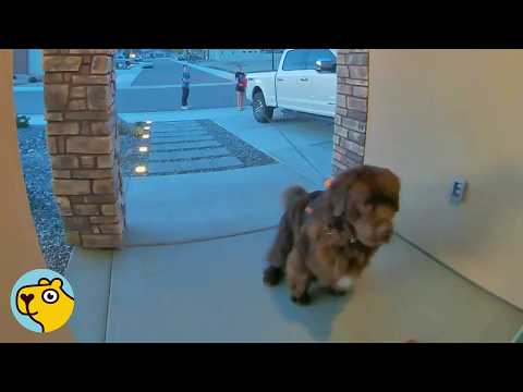 Giant Dog Waits At a Door To Meet His Puppy Best Friend