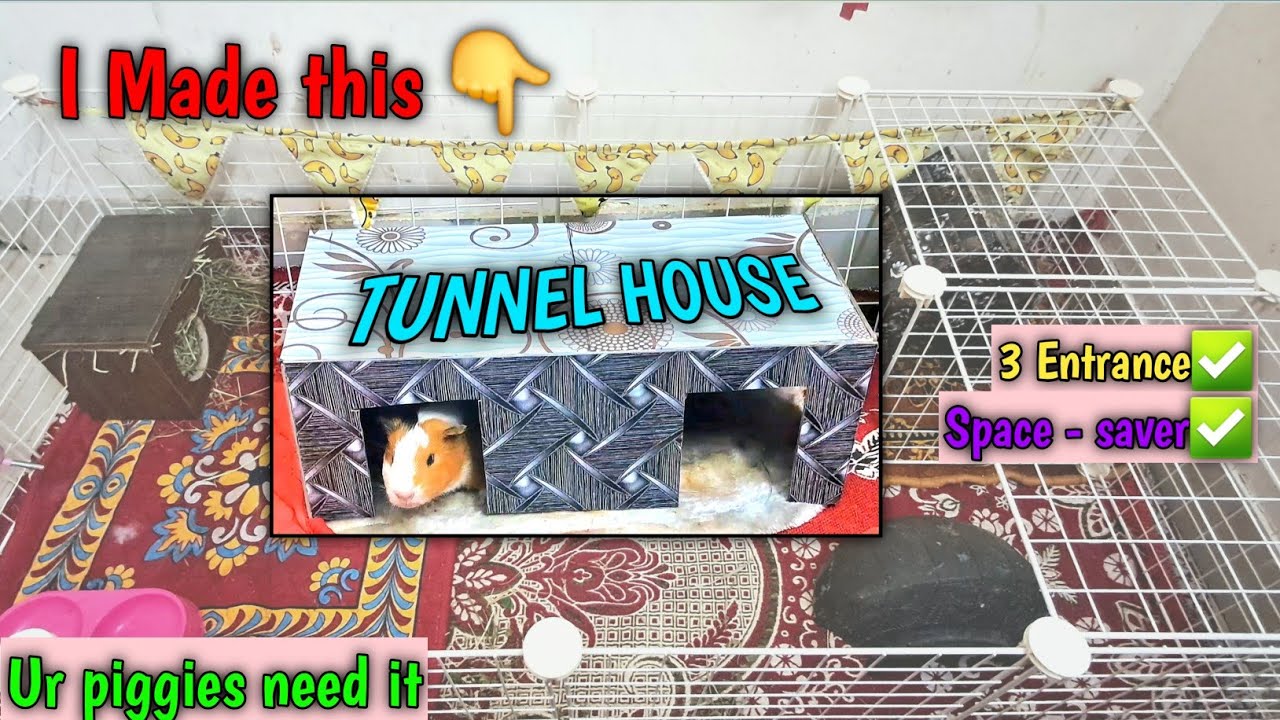 Genius DIY Guinea pig TUNNEL HOUSE - they love this space-saver 👌 - YouTube