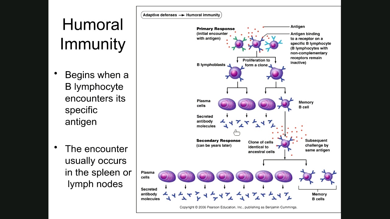 Humoral Immunity & Vaccines Lecture - YouTube