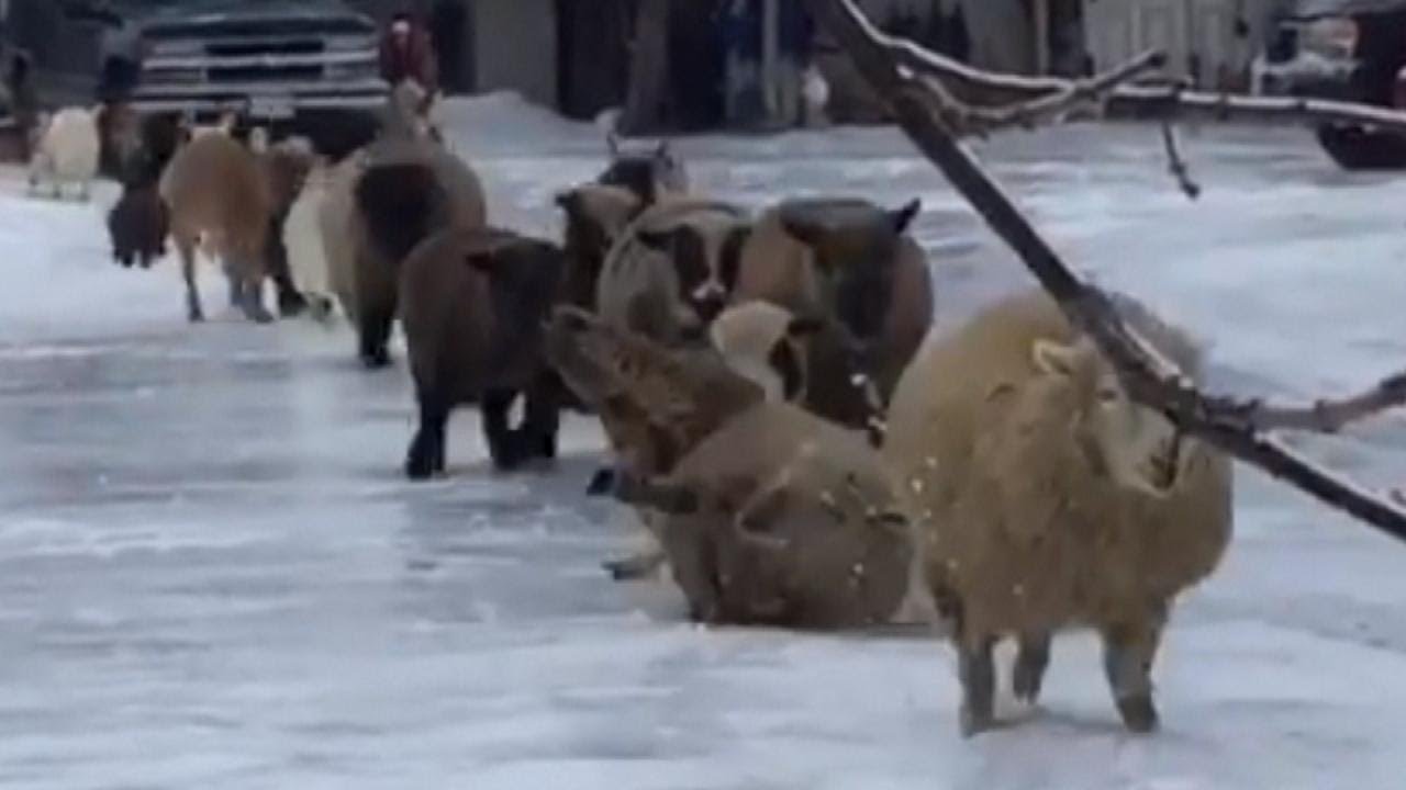 Flock of Sheep Slides Across Icy Roadway - YouTube