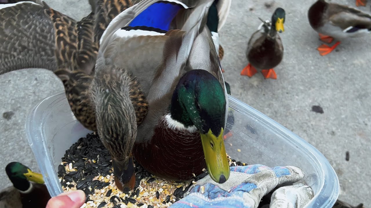 Daisy Shares the Bucket With Drake 🦆 🦆 🪣 - YouTube