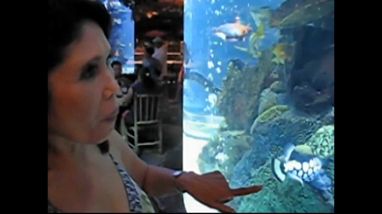 Rainforest Cafe Fish - YouTube