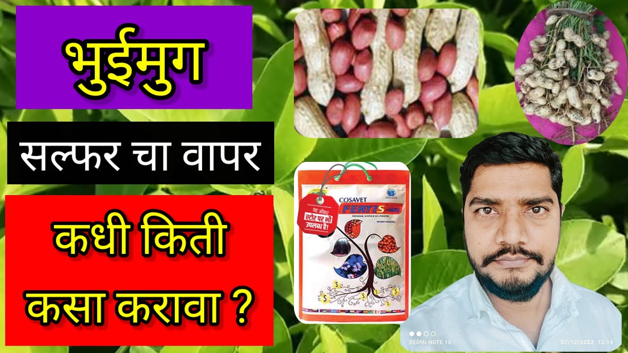 #भुईमुग #सल्फर चा वापर l unhali #bhuimug #sulfar l unhali #bhuimug ...