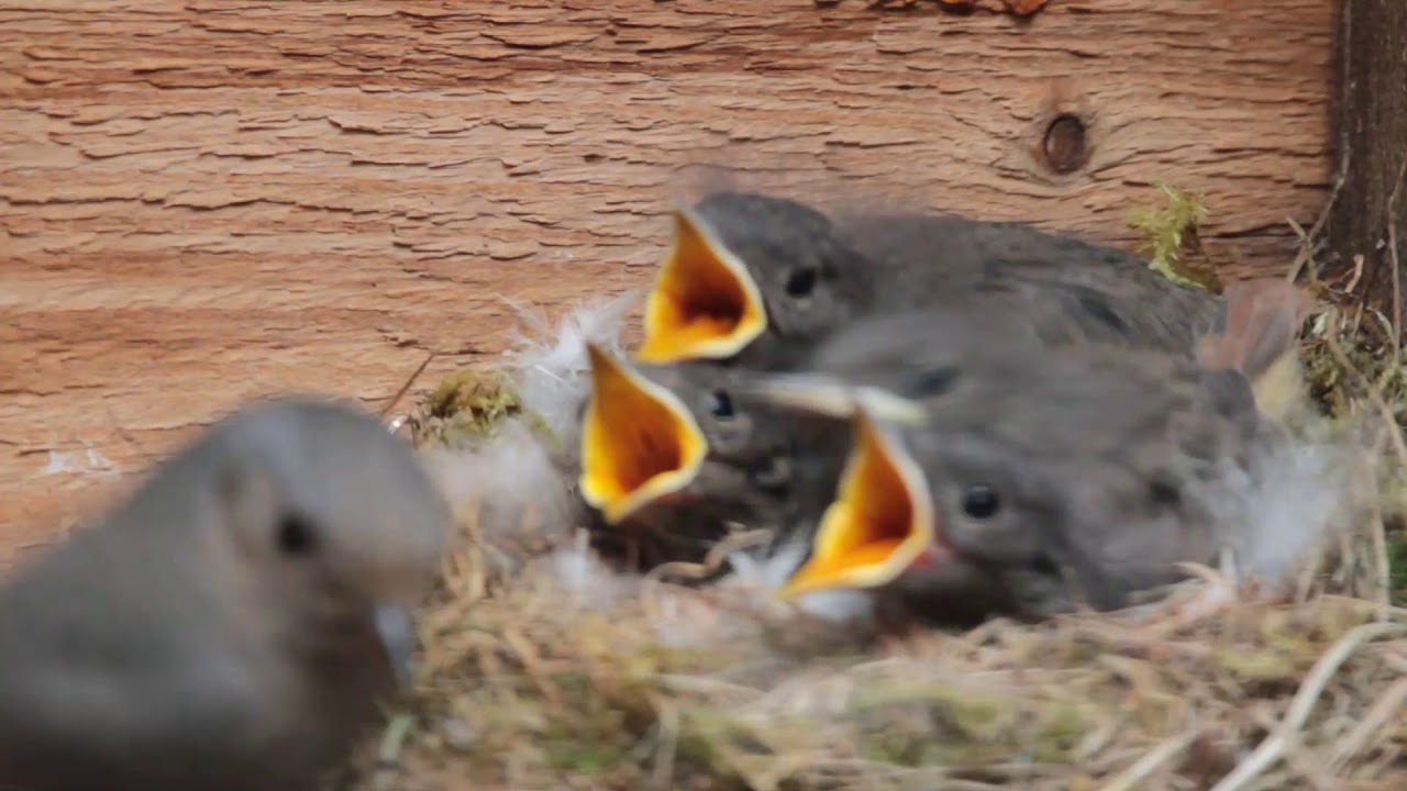 Naissance de rouges queue - YouTube
