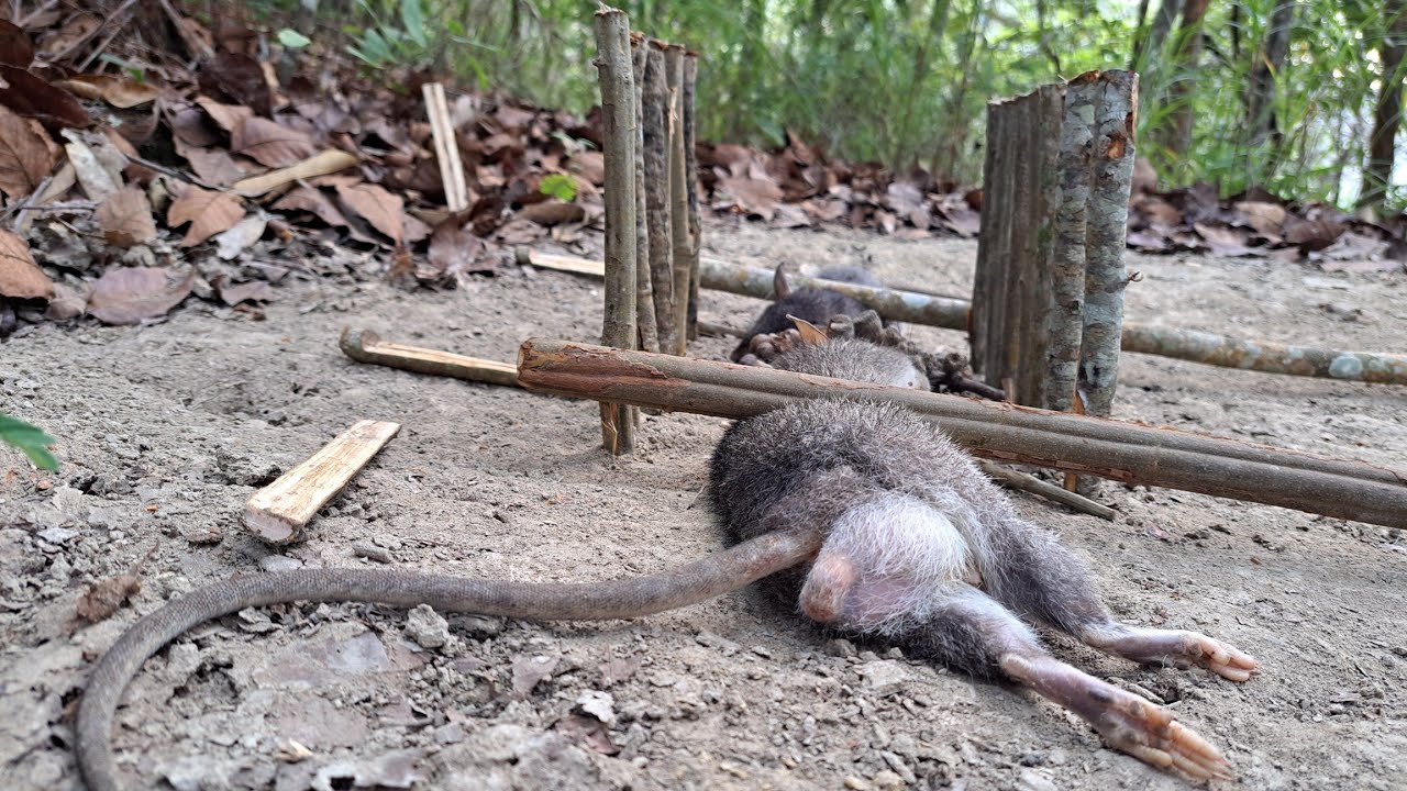 Green Wild Life: Using small trees to make two-way rat traps in nature ...