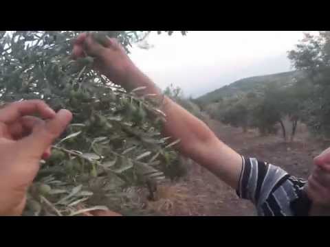 Zeytin Ağacına Nasıl Bakılır, Zeytin Yetiştiriciliği, Zeytin gübreleme Proğramı