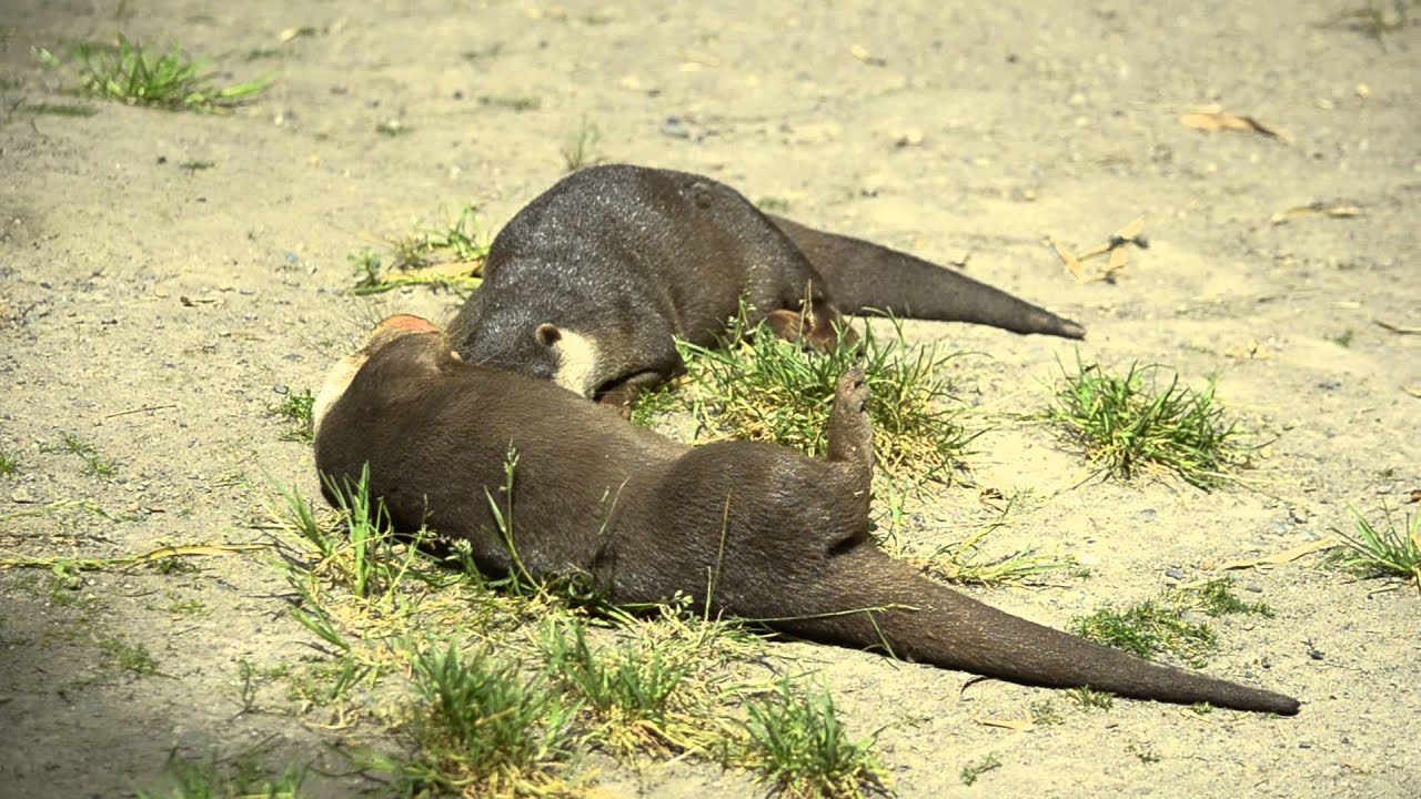Small-clawed Asian Otter Pebble - YouTube