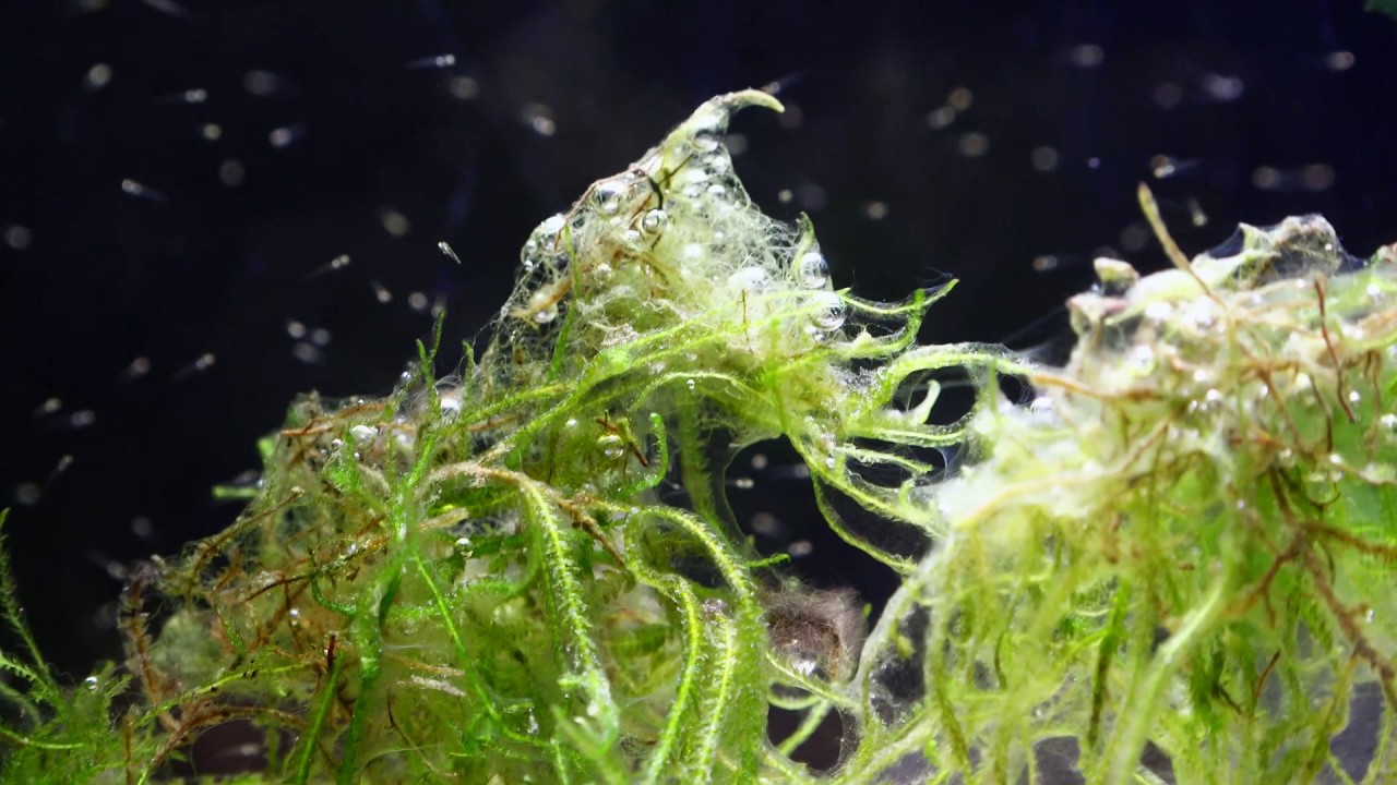 Danio Craze -- Lots of Zebrafish Fry - YouTube