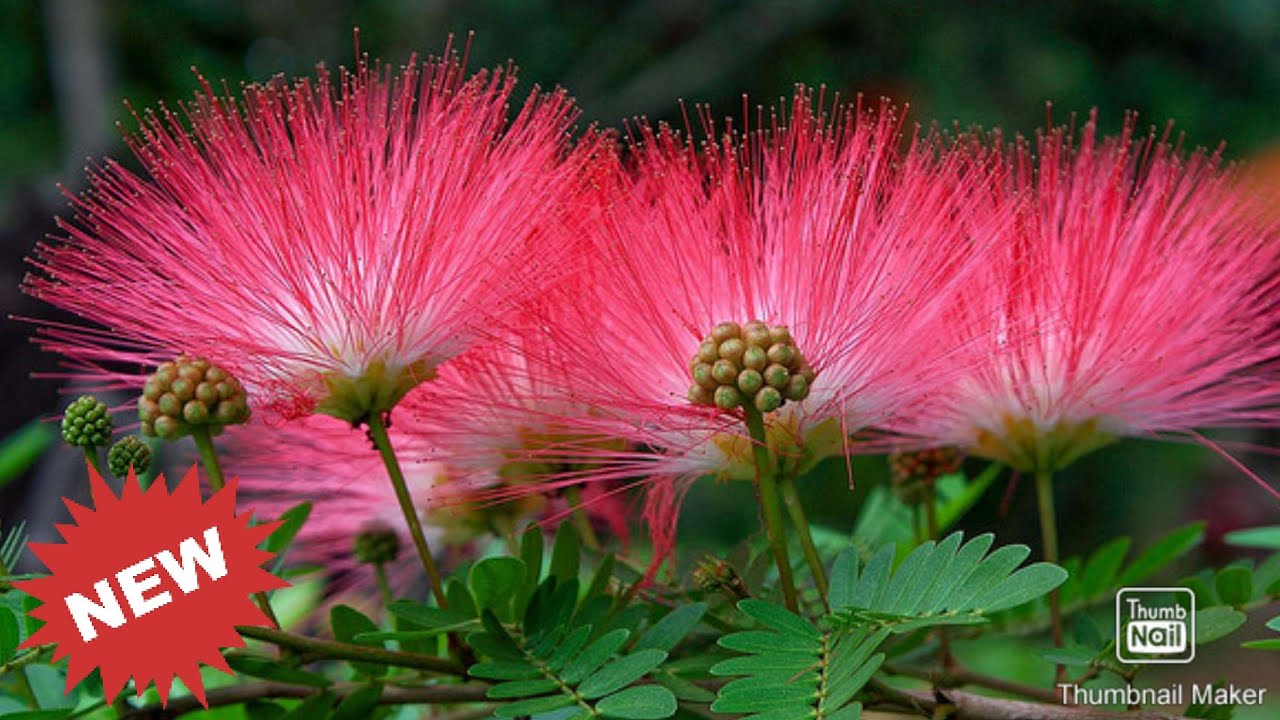 Svileno drvo ili kineska mimoza najomiljenije dekorativno drvo svih ...