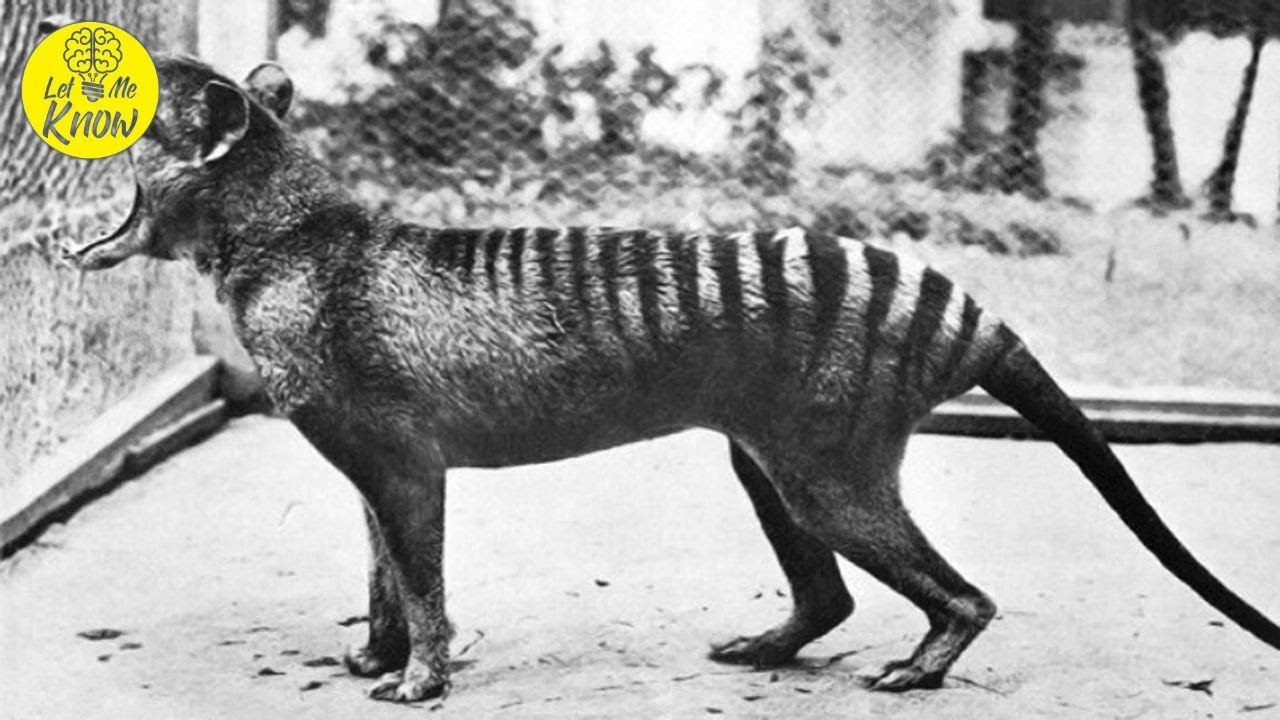 This Creature Was Declared Extinct In 1936 But Now Sightings Are this-creature-was-declared-extinct-in-1936-but-now-sightings-are