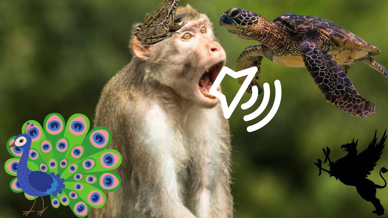 Animal sounds sounds, funny sounds of peacocks,turtles, squirrels and ...