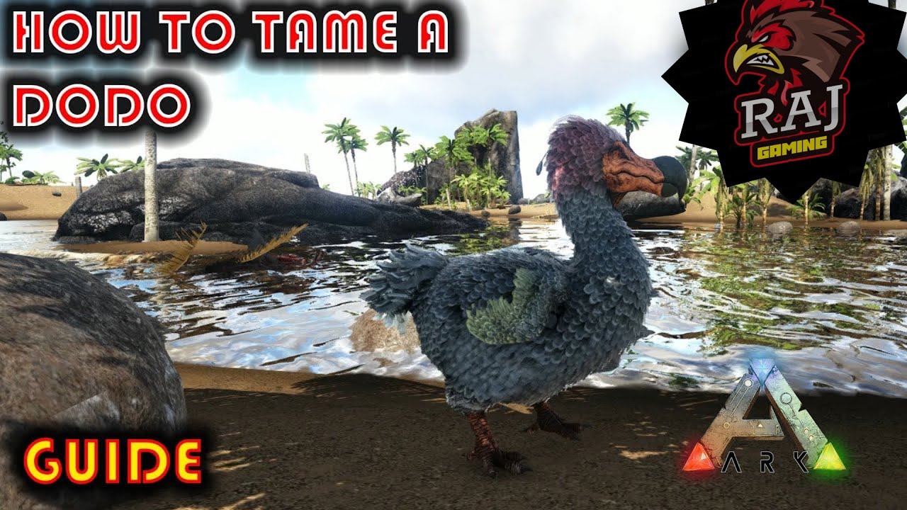 ARK HOW TO TAME A DODO 2023 - EVERYTHING YOU NEED TO KNOW ABOUT TAMING ...
