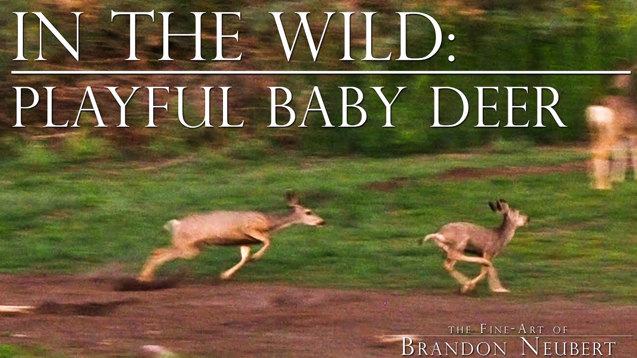 In the Wild: Playful Baby Deer | 4K - YouTube