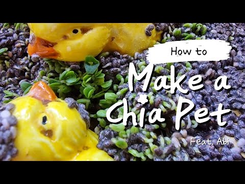 How to make a Chia Pet! - YouTube