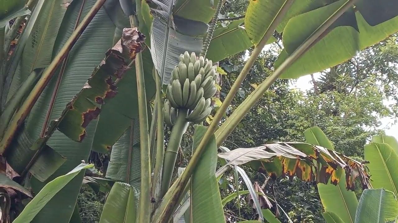 Banana com Semente - YouTube