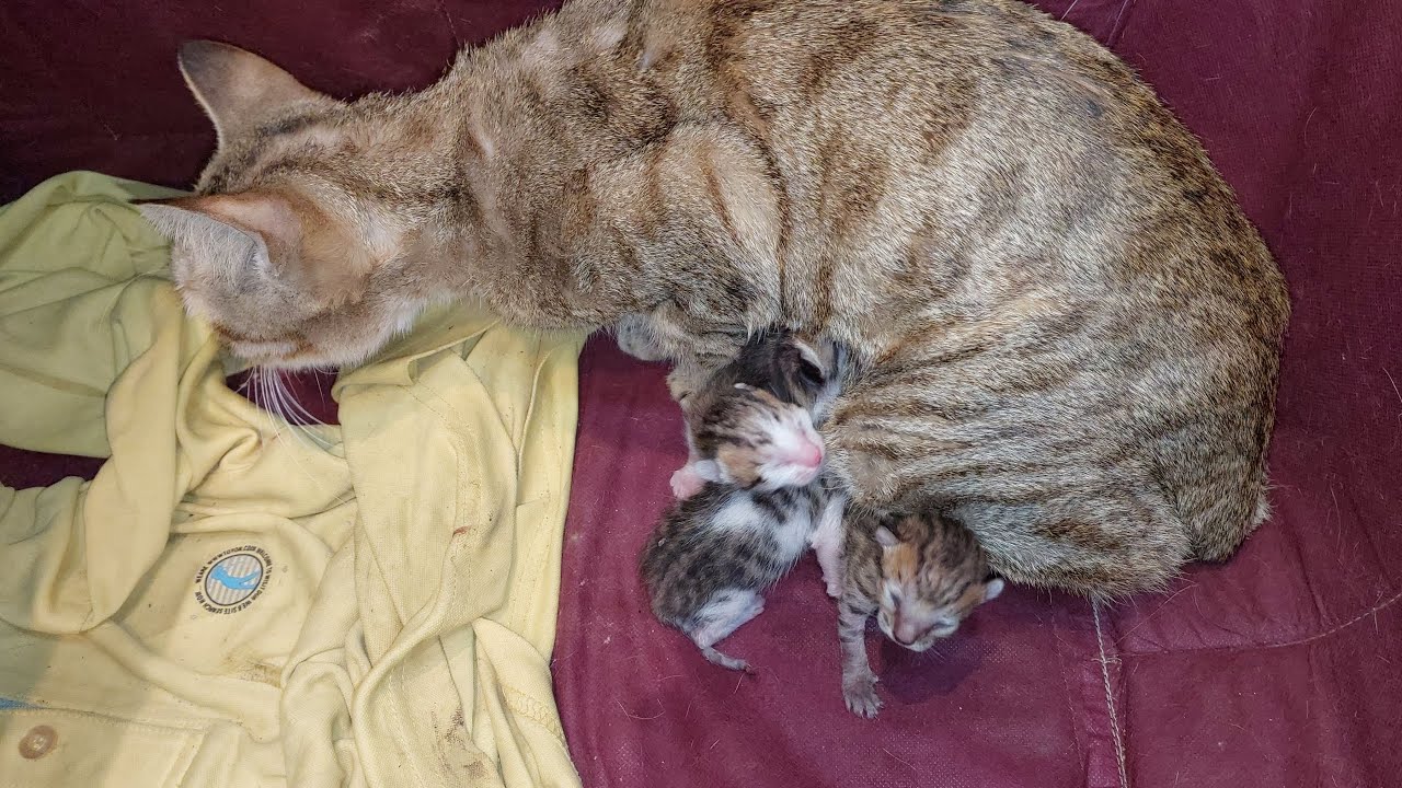 MOTHER Cat Protecting Newborn Kittens - YouTube