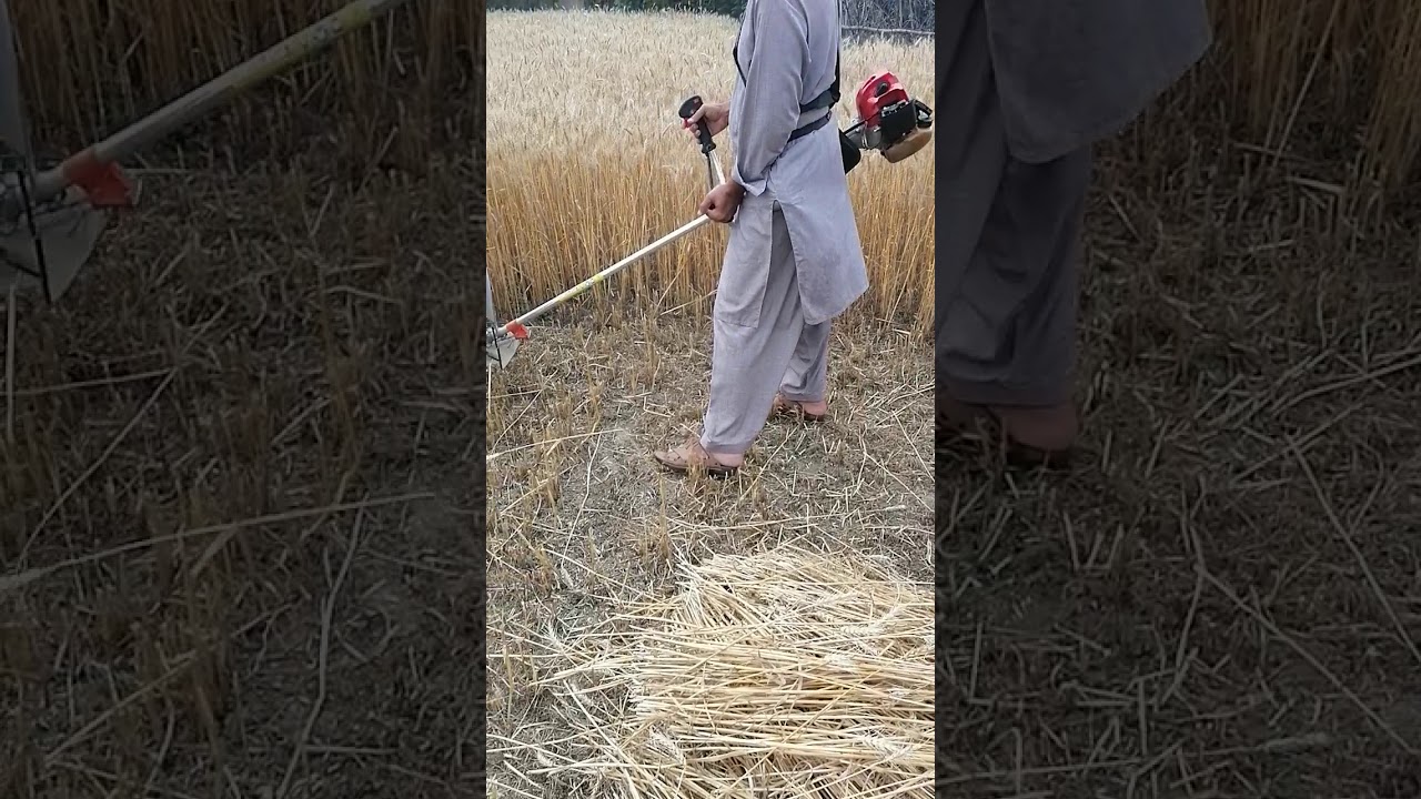 #wheatcutter #wheatharvesting #cutter wheat cutter how to use with ...