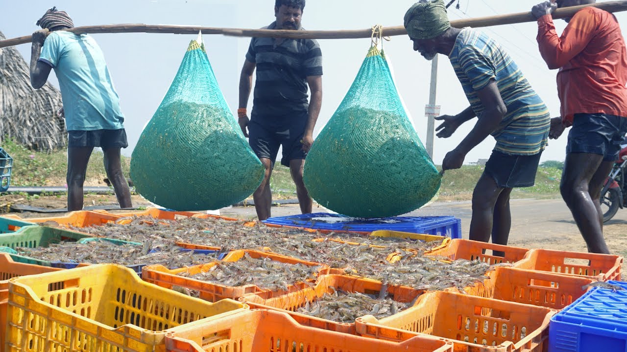 Wow! Really Amazing Shrimp Prawns harvesting and catching video - YouTube