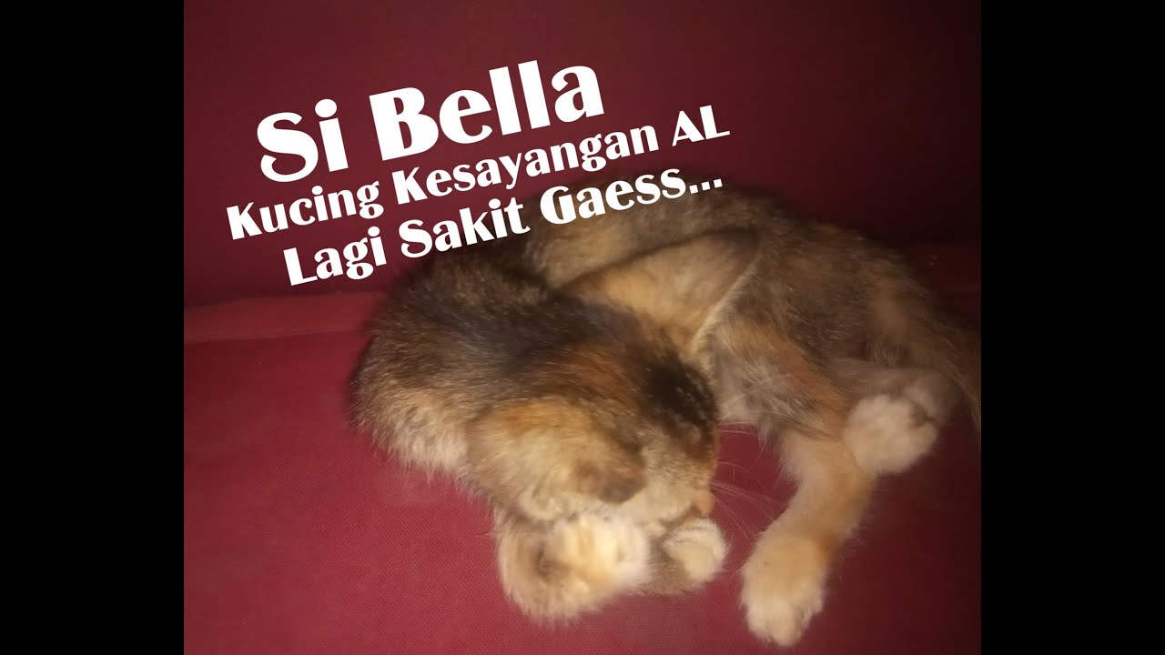 Kucing AL SiBella Lagi Sakit Gaess...#alofficial23 #kucinglucu # ...