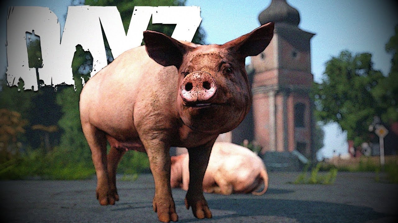 I Turned A Pig Into A Car Using ADVANCED Hustling Tactics! - DayZ ...