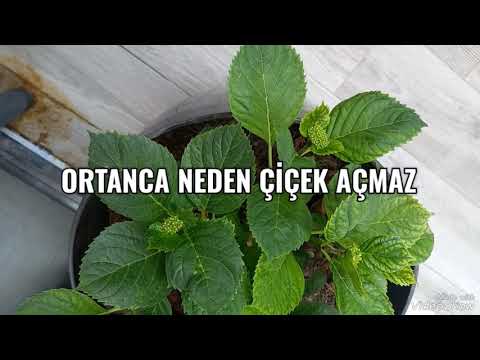 Ortanca Neden Çiçek Açmaz