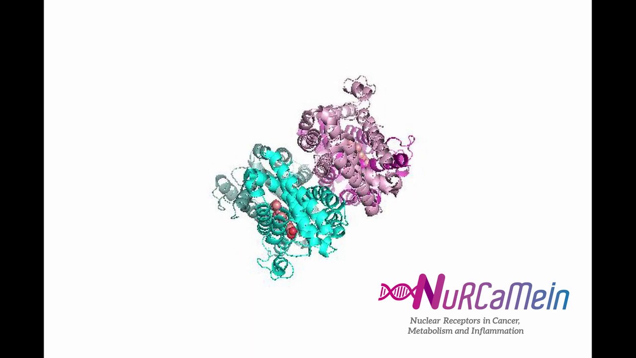 RXR: Receptor X retinoide. Retinoid X receptor. Nurcamein. 3D - YouTube