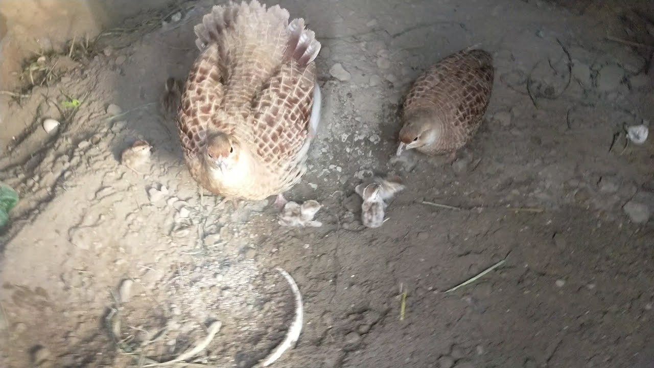 Teetar chicks ko pani dina ka trika || teetar baby feeding pani ...