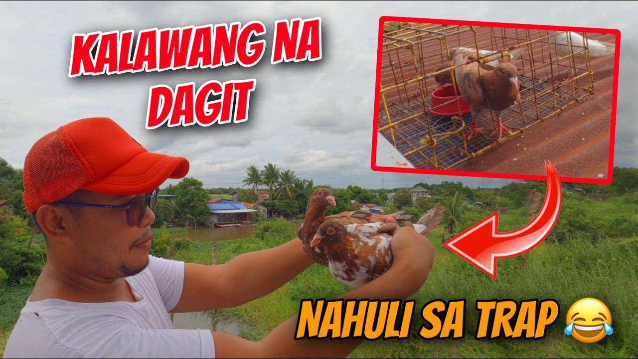 FIRST TIME MAKAHULI NG GINAWA KONG DAGIT TRAP NG KALAPATI 😱 … - YouTube
